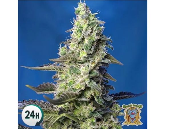 Top 10 der besten autoflowering samen
