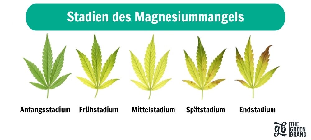 Cannabis Magnesiummangel erkennen und behandeln
